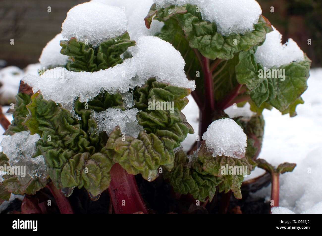 Snow on rhubarb plants Stock Photo - Alamy