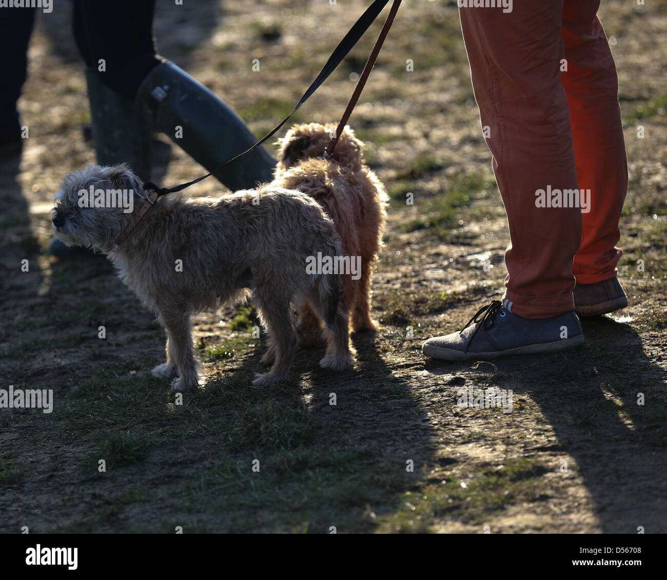 Two terrier dogs by peoples feet Stock Photo - Alamy