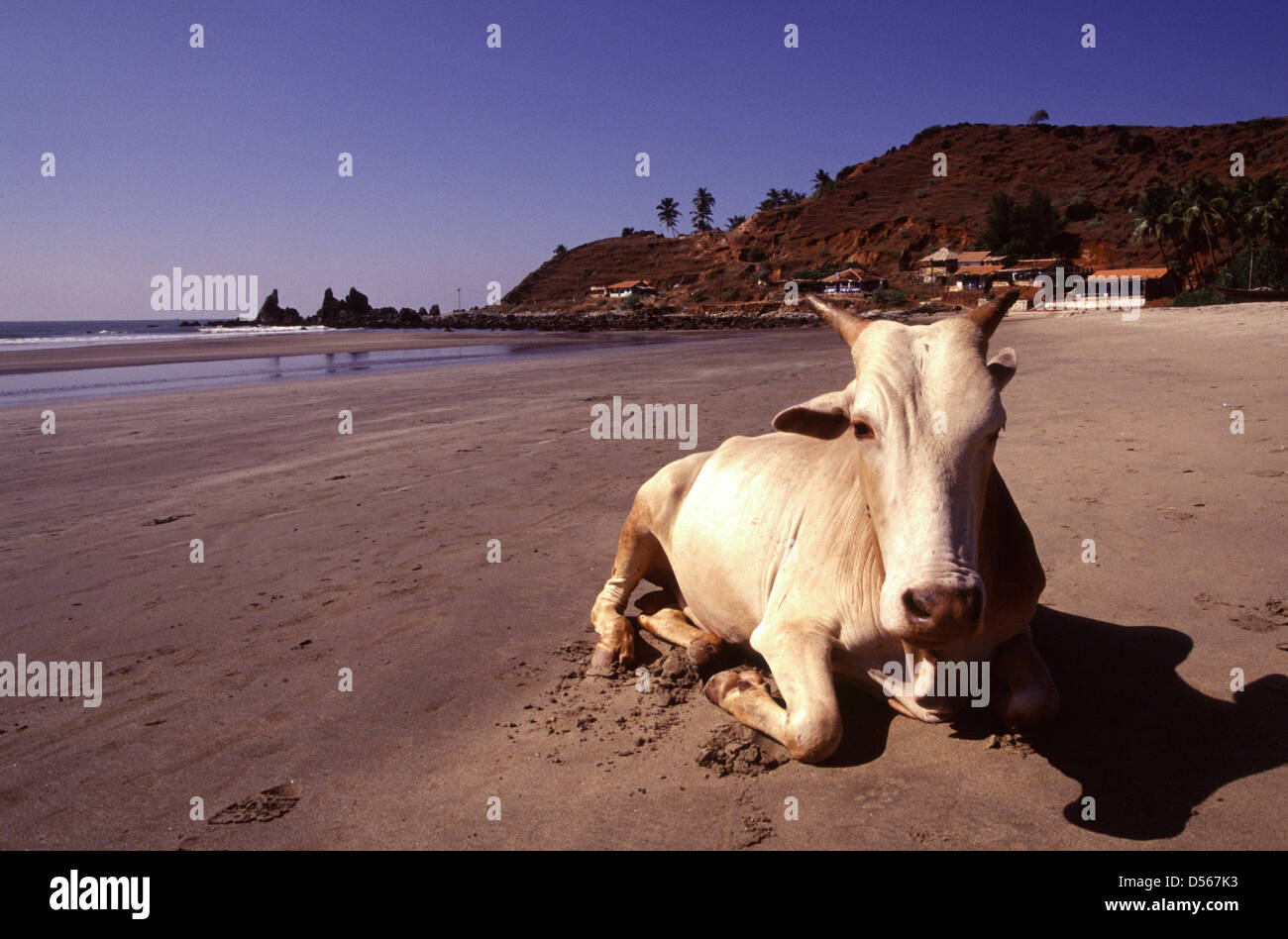White cow lies down in Mandrem Beach Goa India Stock Photo - Alamy