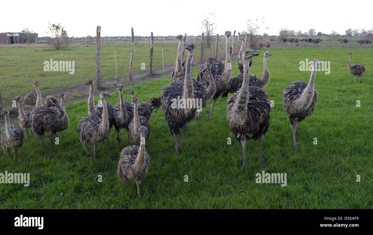Ostrich chicks at a ostrich farm in Sticheldorf, Germany, 25 October ...