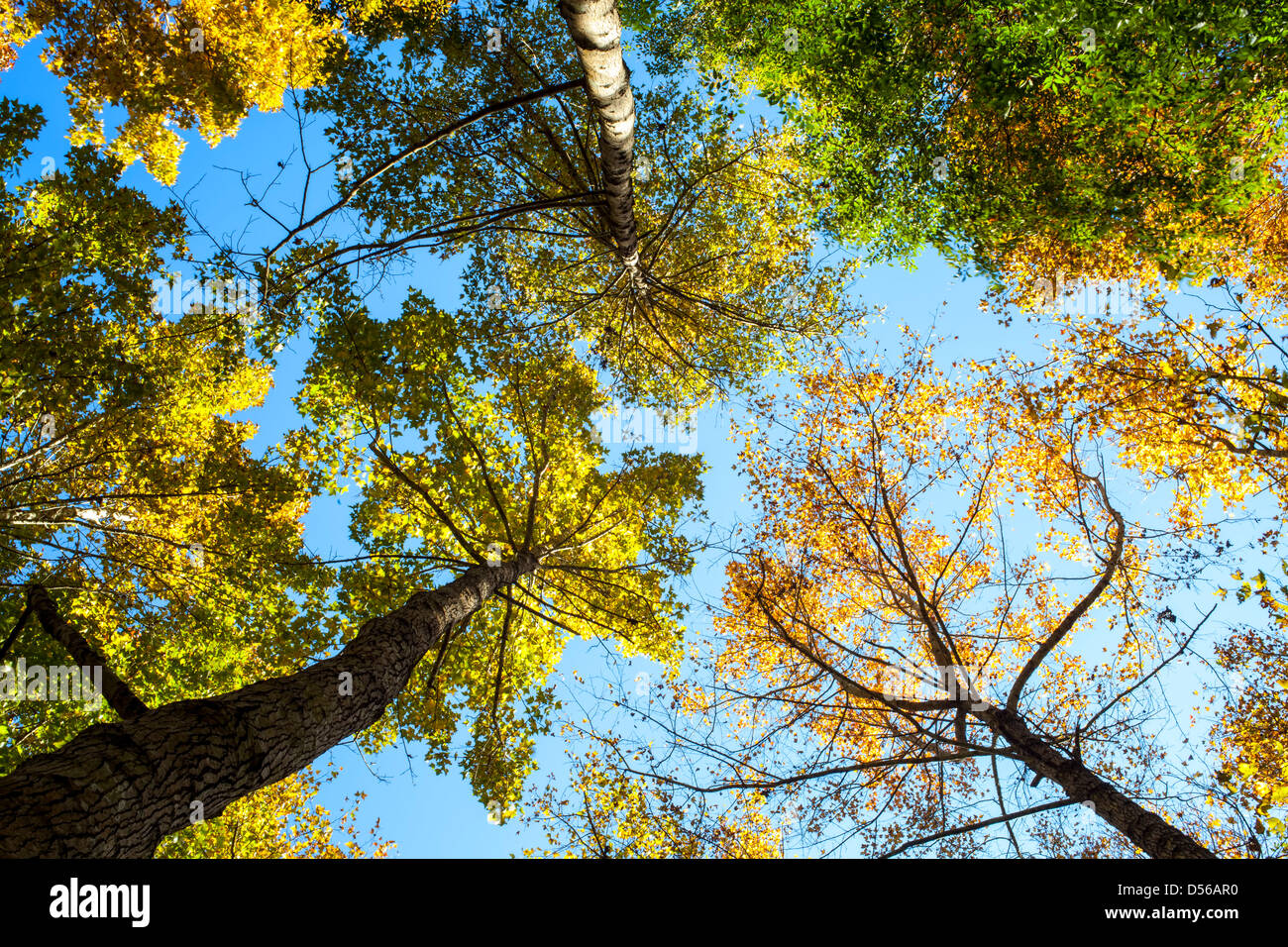 Autumn trees for adv or others purpose use Stock Photo - Alamy