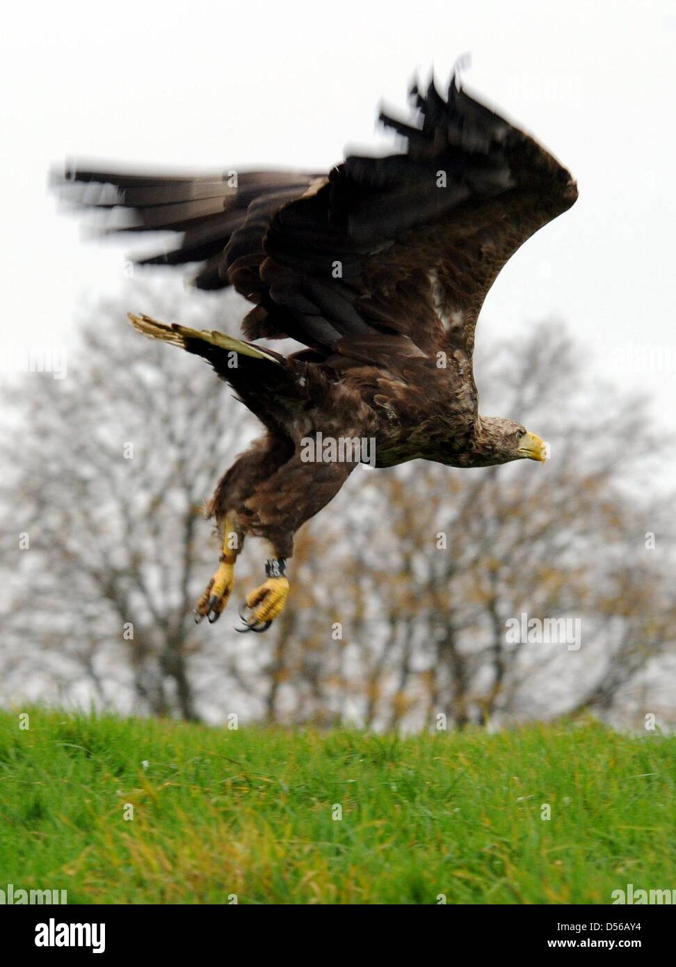 Old eagle specialist hi-res stock photography and images - Alamy