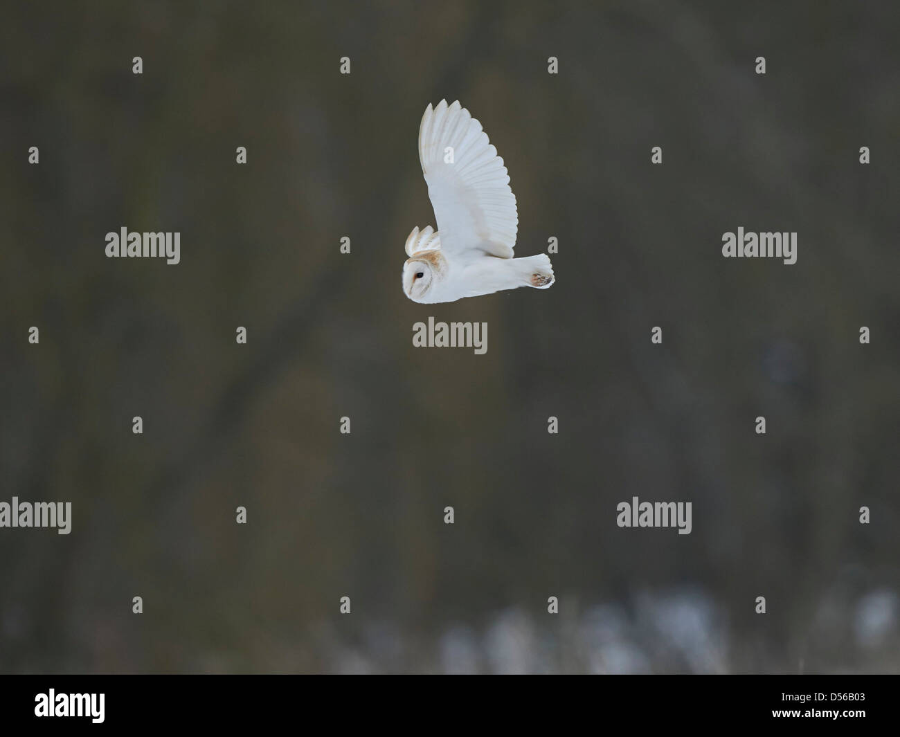 Barn owl snow hi-res stock photography and images - Alamy