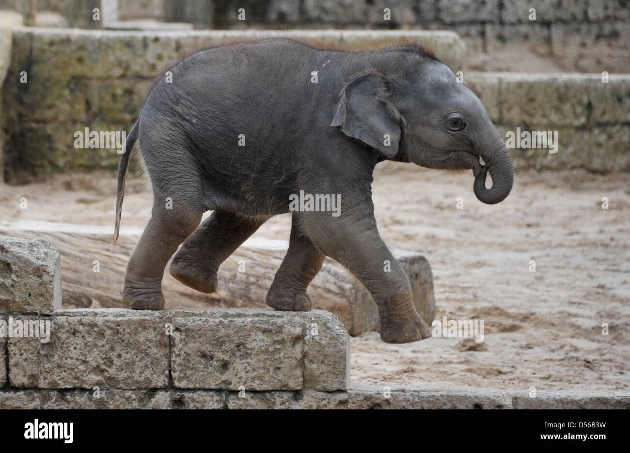 A little asian baby elephant balanced over a wall in the 'Junglepalace ...