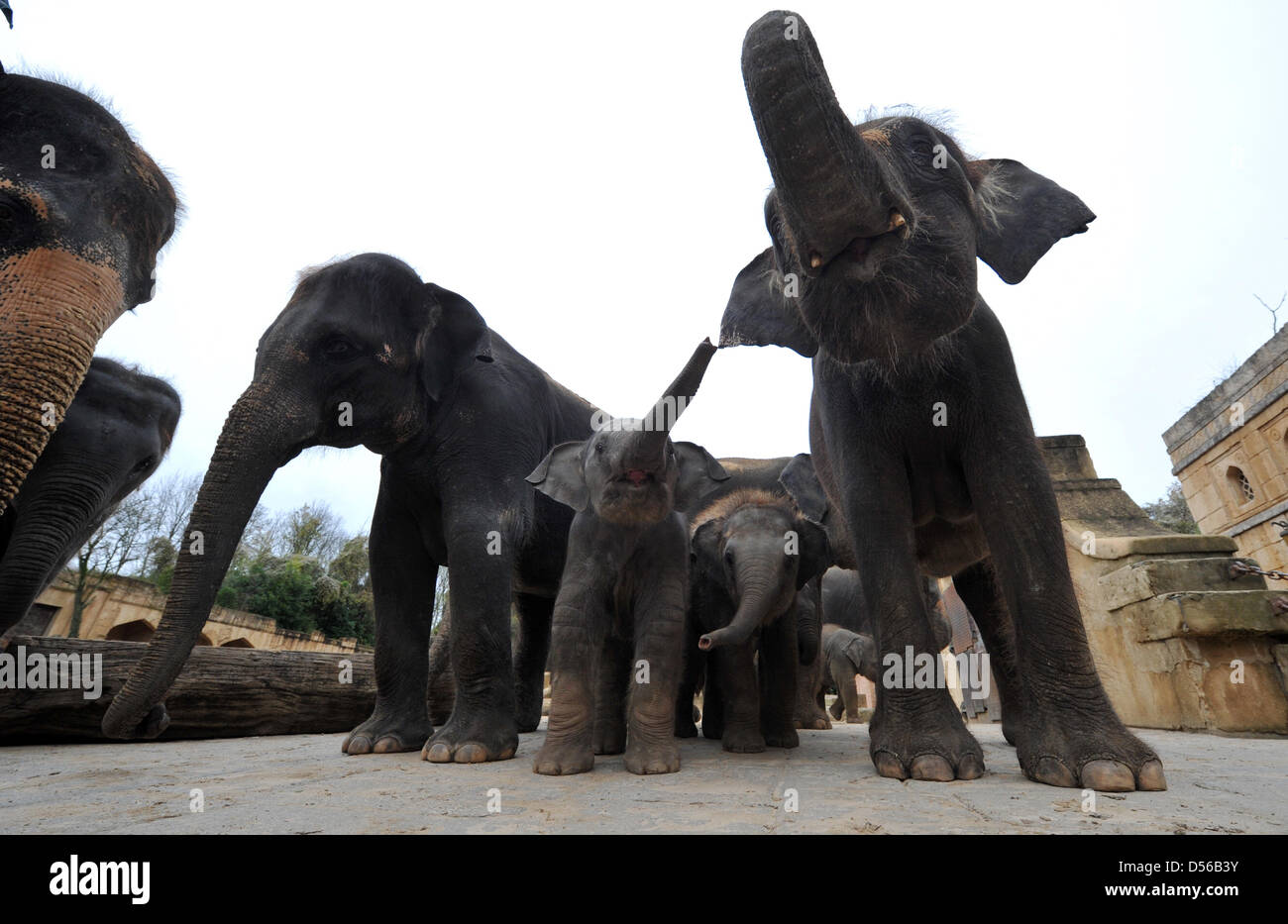 A group of asian elephants standing in the 'Junglepalace' of Zoological ...