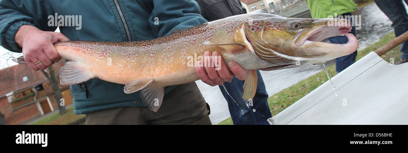 A sightly three-year-old salmon has been pulled out of the river ...
