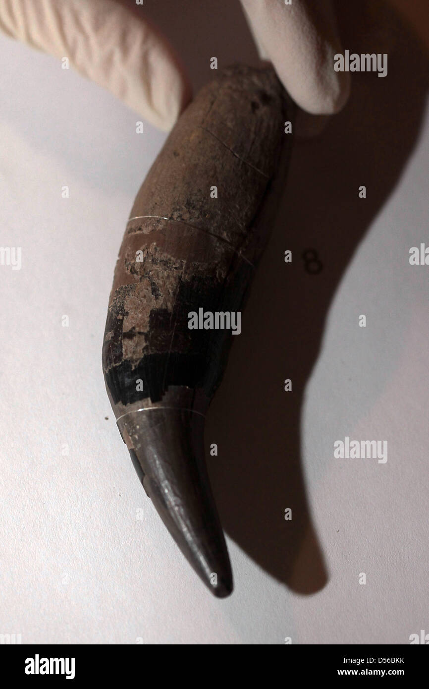 A research assistant presents the 44-million-year-old canine of a ...