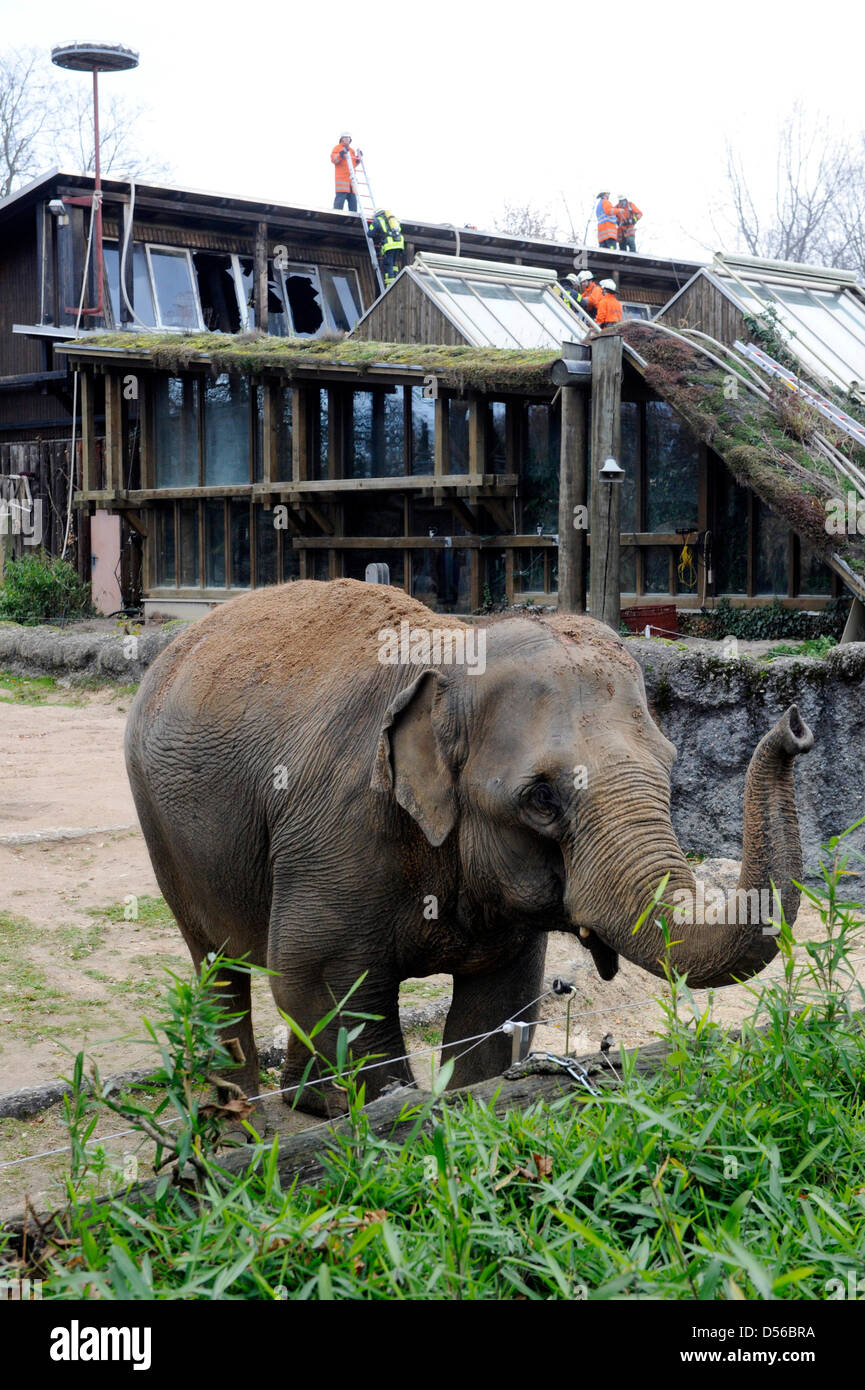 Fire fighters extinguish flames in the elephant house of the zoo of ...