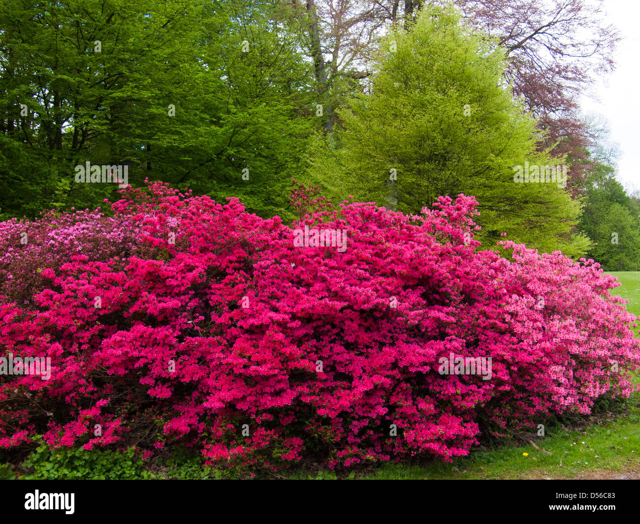 Meise botanic garden hi-res stock photography and images - Alamy