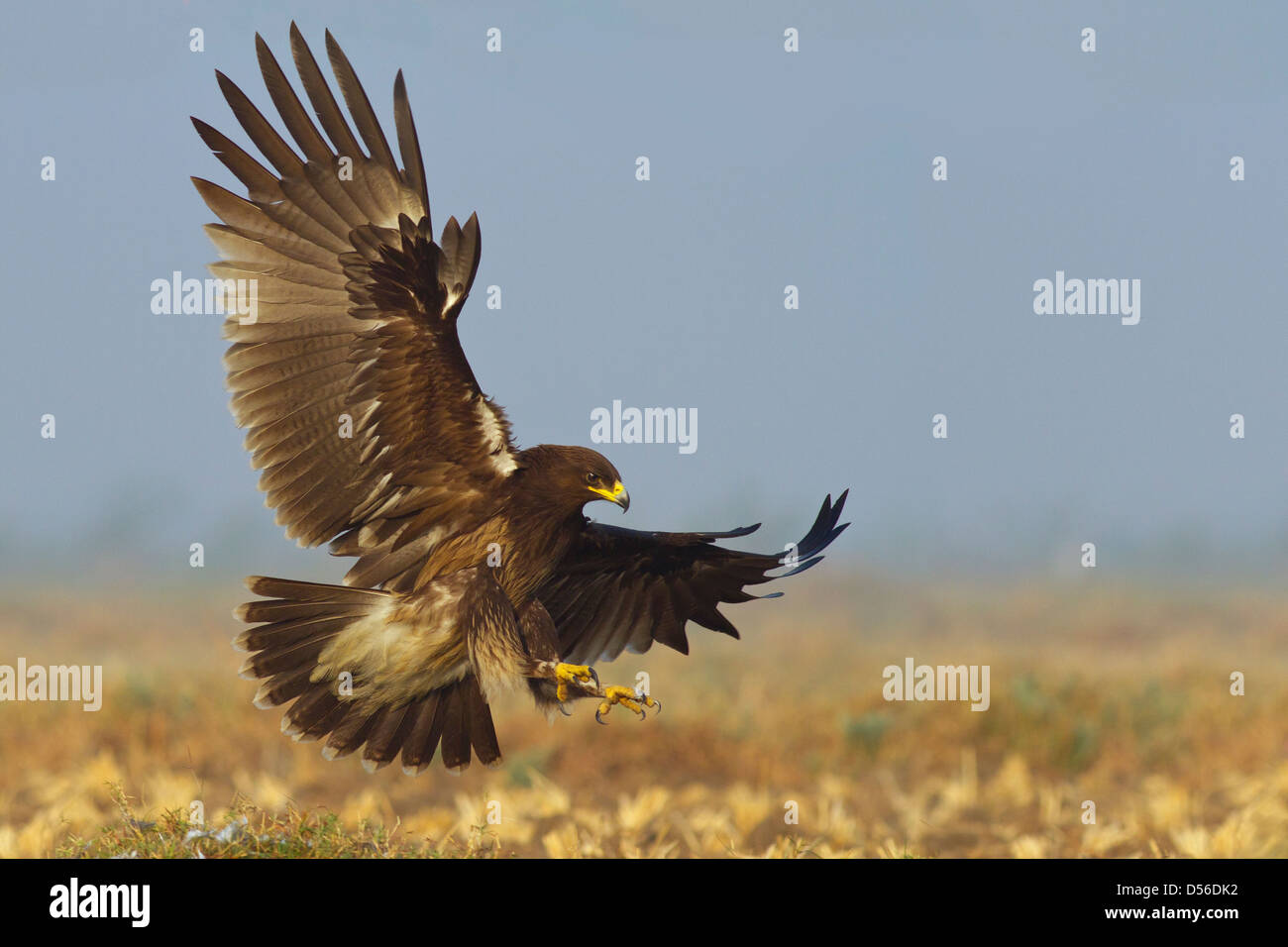 Greater Spotted Eagle (Aquila clanga) Landing Stock Photo - Alamy