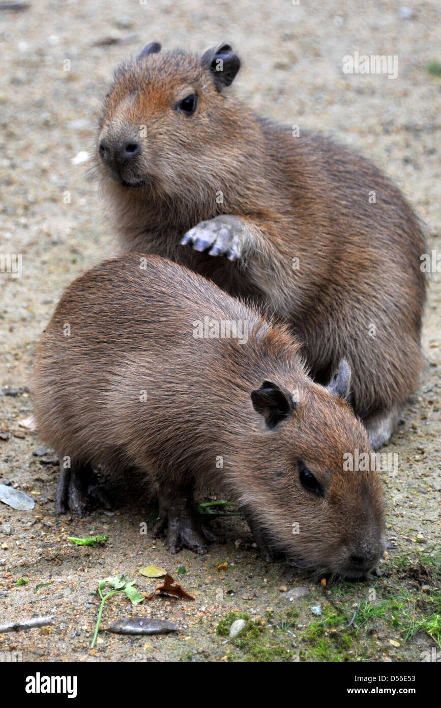 Two capybara babies play in the enclosure at the zoo in Hanover ...