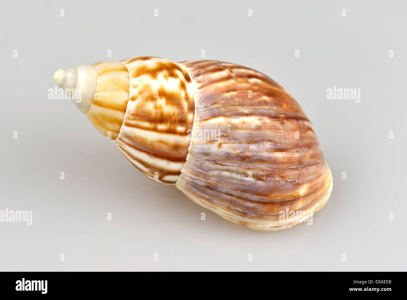Shell of a marine snail Stock Photo - Alamy