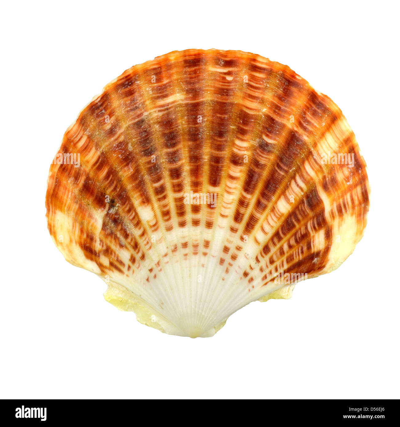 Calcium shell Cut Out Stock Images & Pictures - Alamy