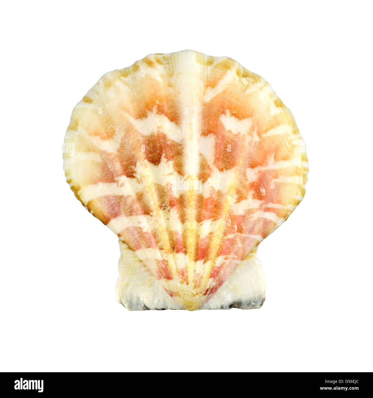 Calcium shell Cut Out Stock Images & Pictures - Alamy