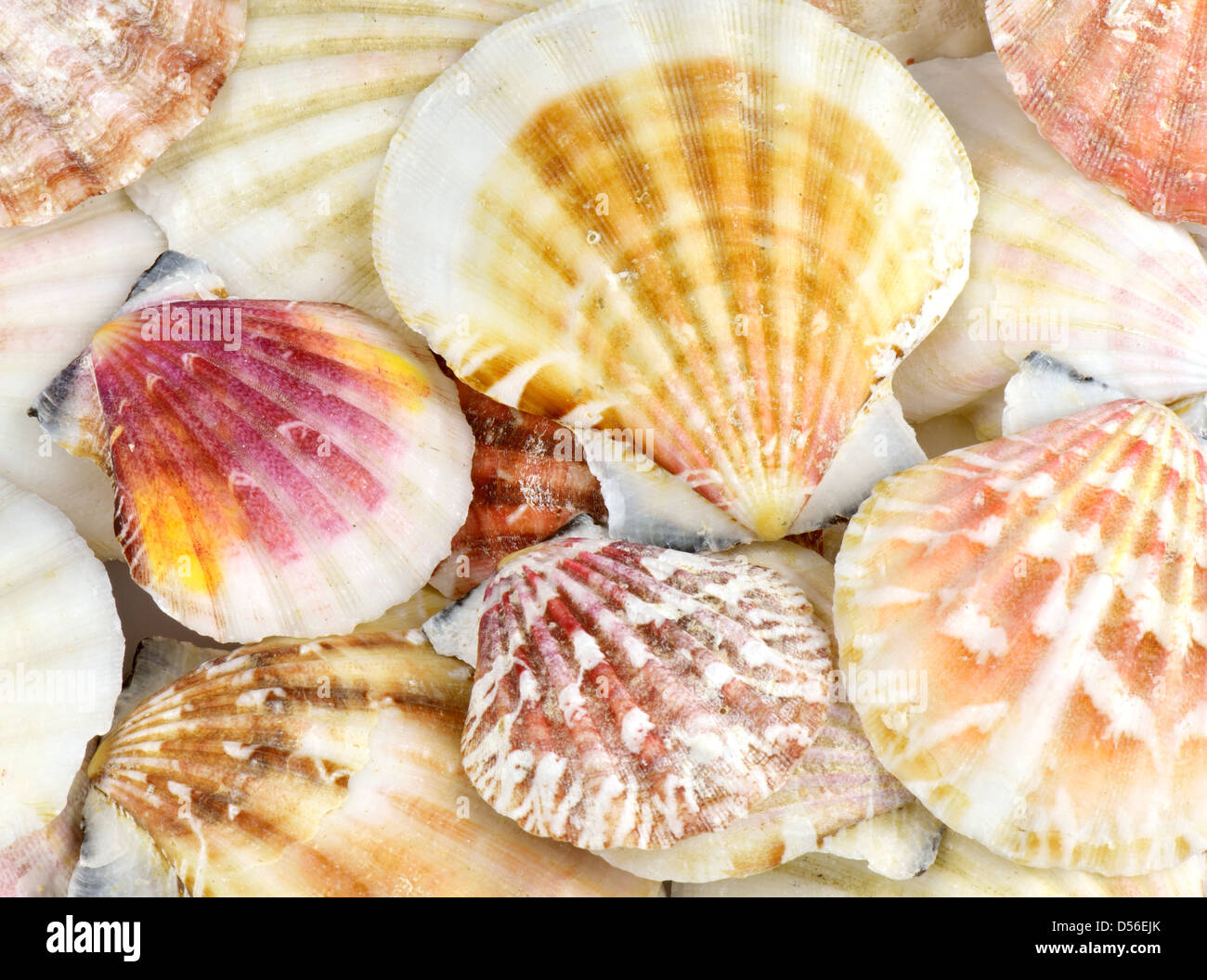 Shells in a heap Stock Photo - Alamy