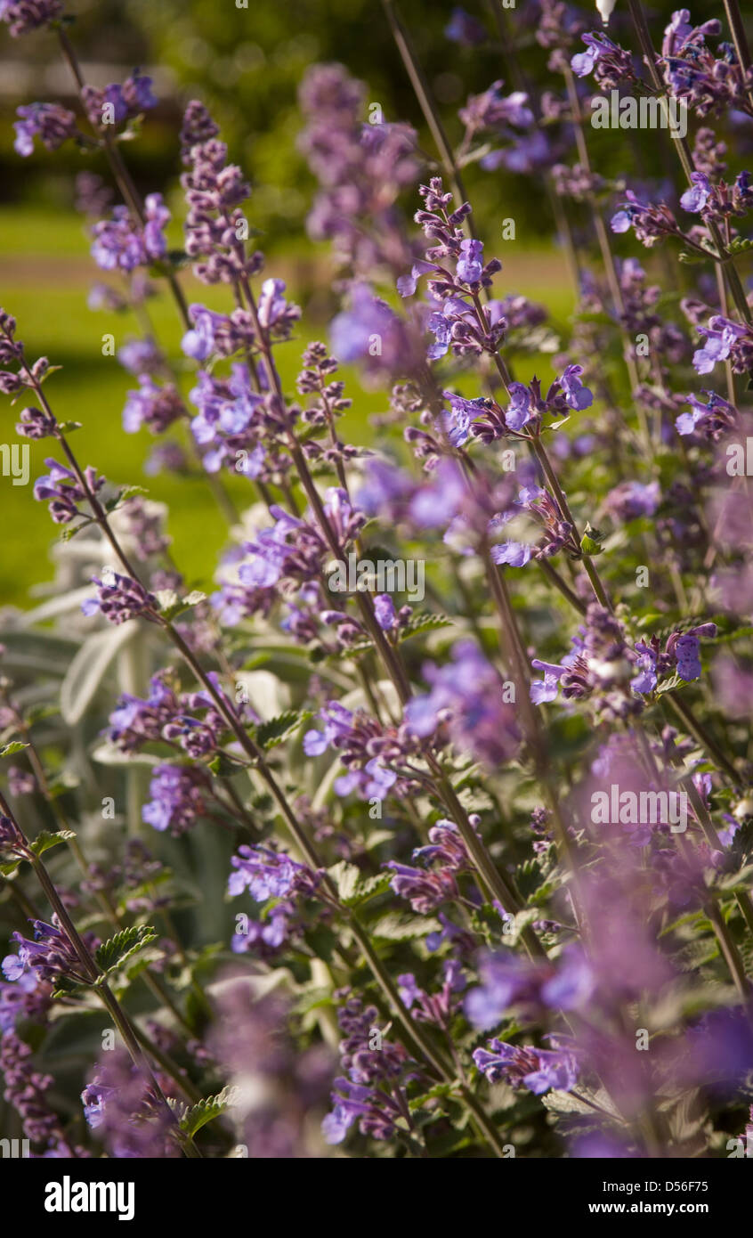 Purple flowers of Nepeta (commonly know as catnip) growing in a sunny ...