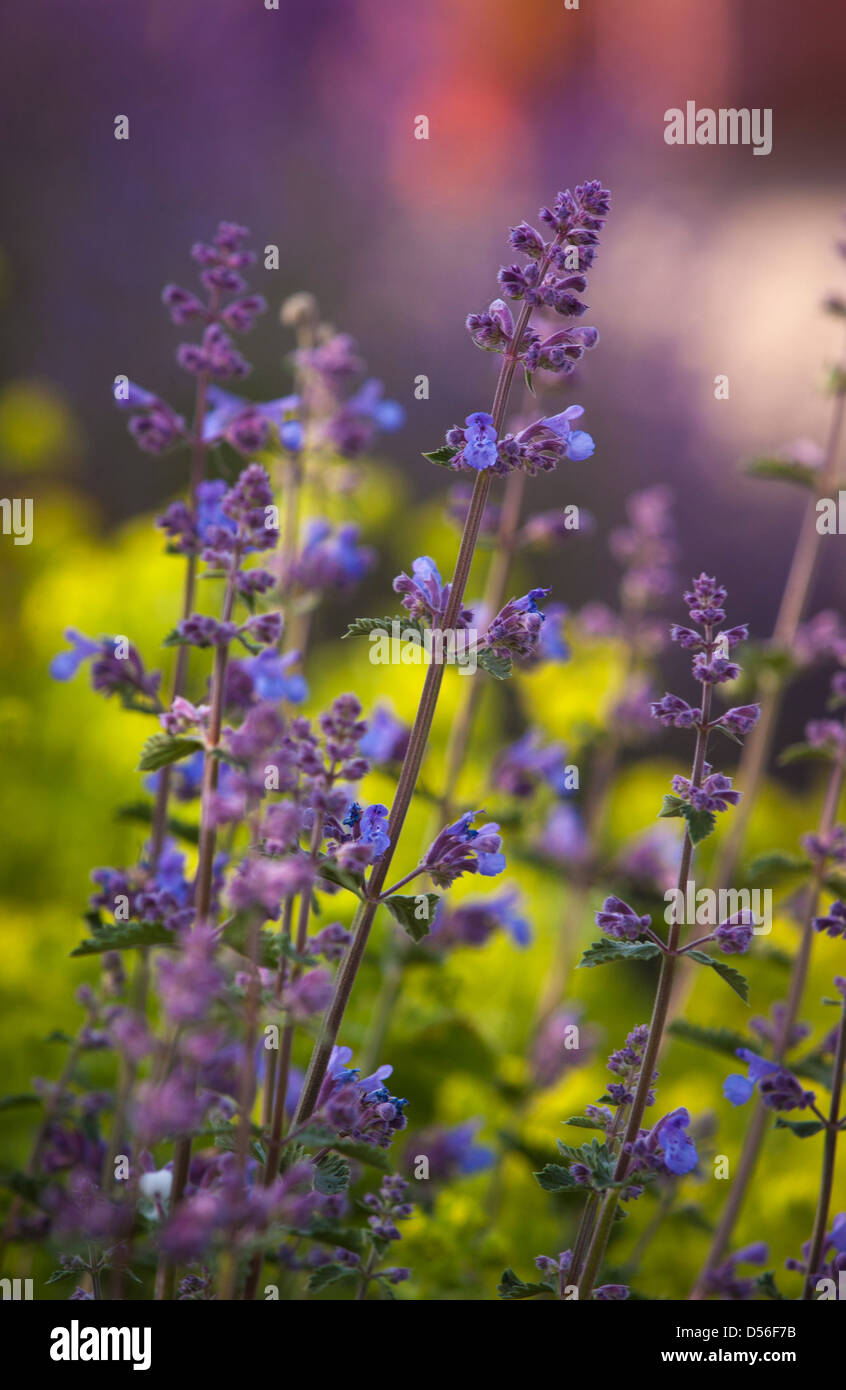 Growing Nepeta
