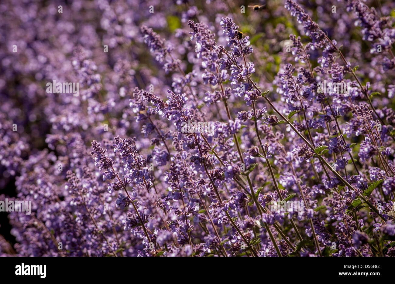 Soft purple flowers of Nepeta (commonly know as catnip) growing in a ...