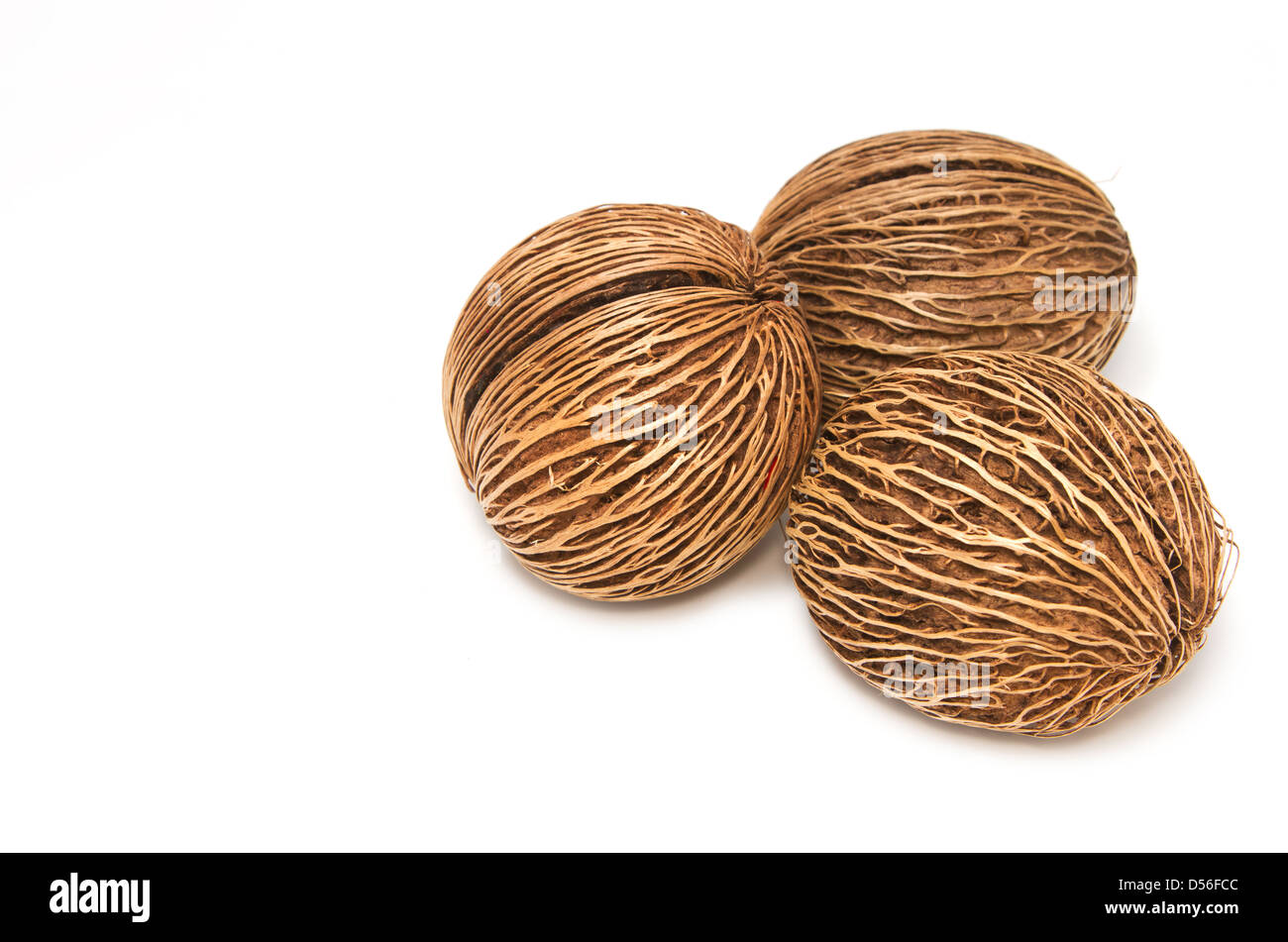 Cerbera hi-res stock photography and images - Alamy