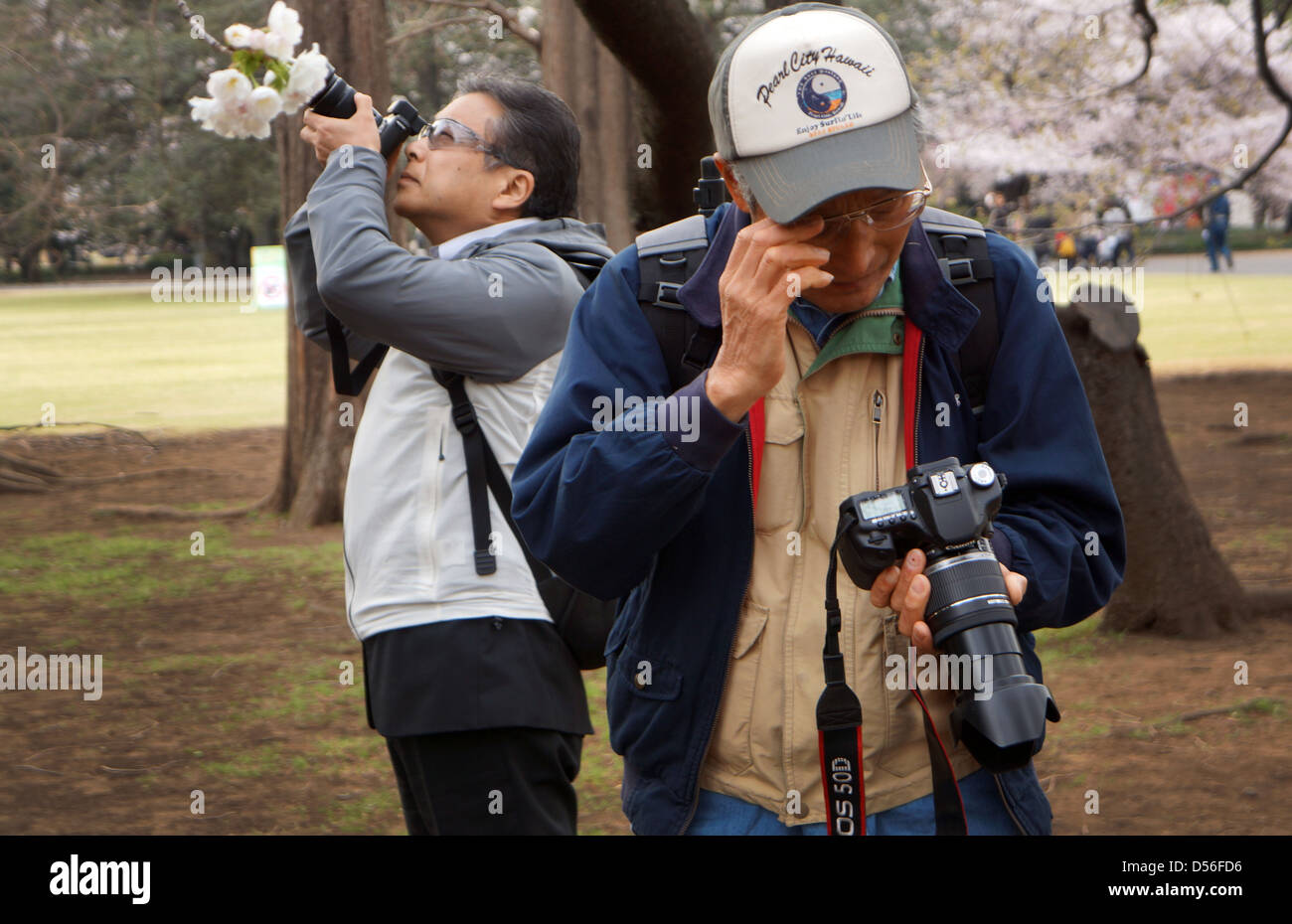 Japanese photographers take pictures of the Cherry Blossom in Shinjuku ...