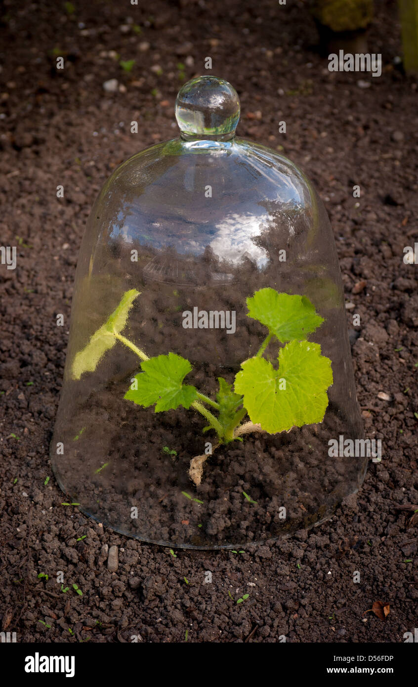 Glass garden cloche hi-res stock photography and images - Alamy