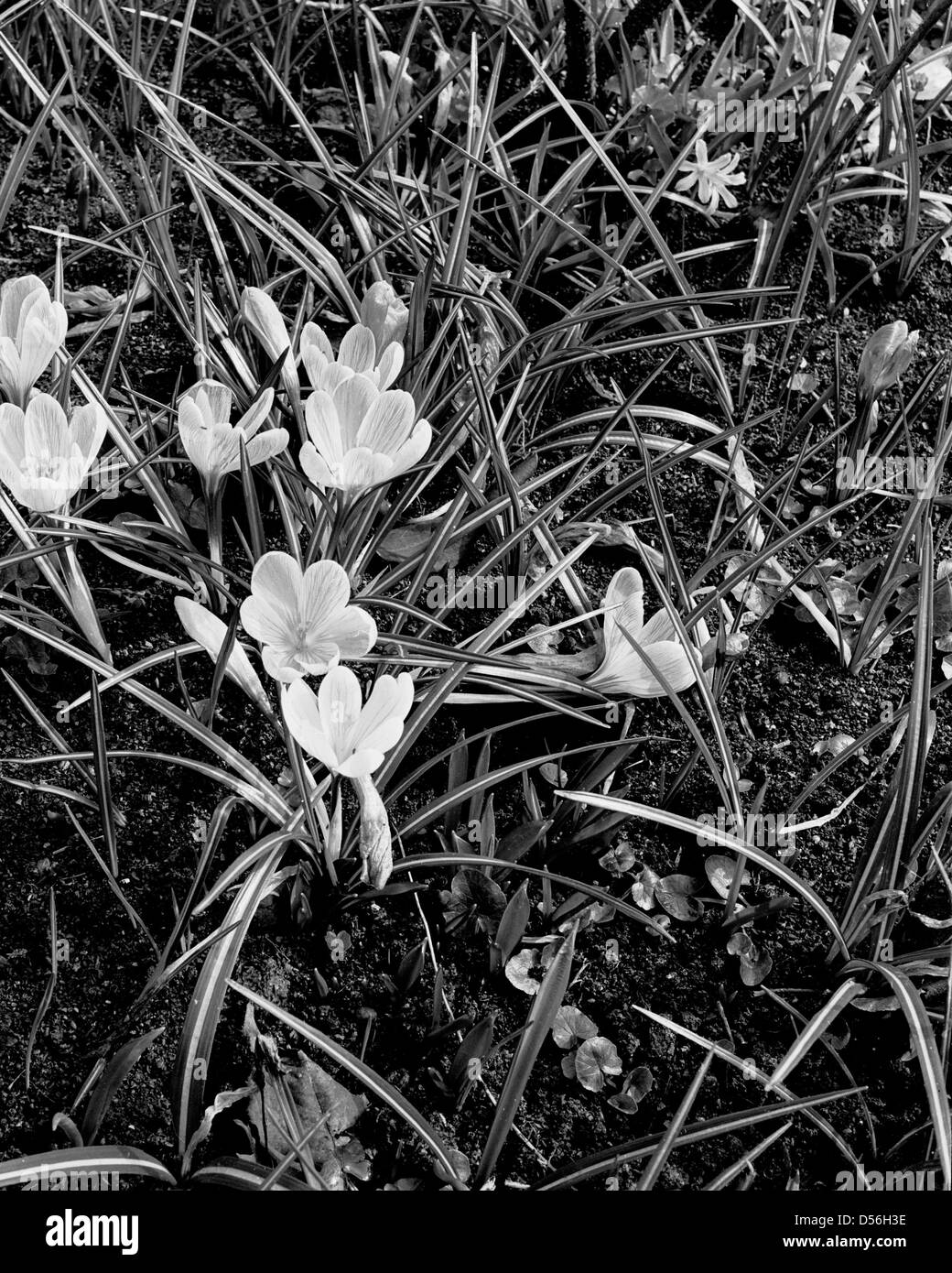Historical 1950s. Petals of a flower Stock Photo - Alamy