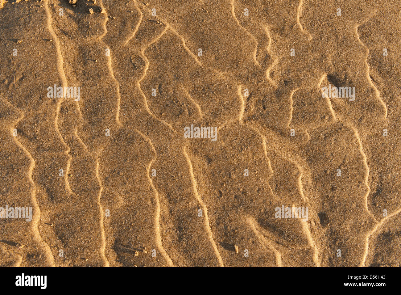ridge pattern sea left behind on sandy beach low tide showing eddies ...