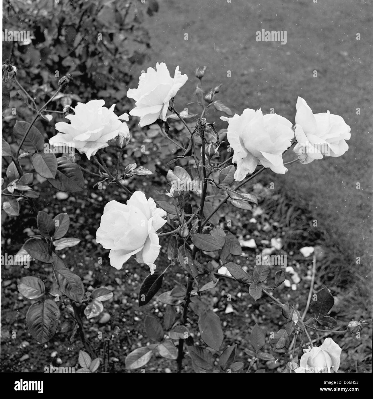Historical 1950s. Roses in a flower bed. A photograph by J Allan Cash ...