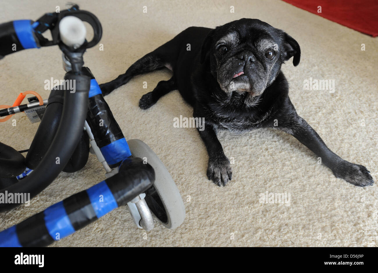 Eleven-year-old pug 'Billy' lies on the floor next to his special ...
