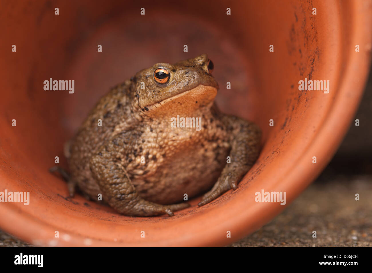 Adult common toad protecting itself and sheltering inside an empty ...