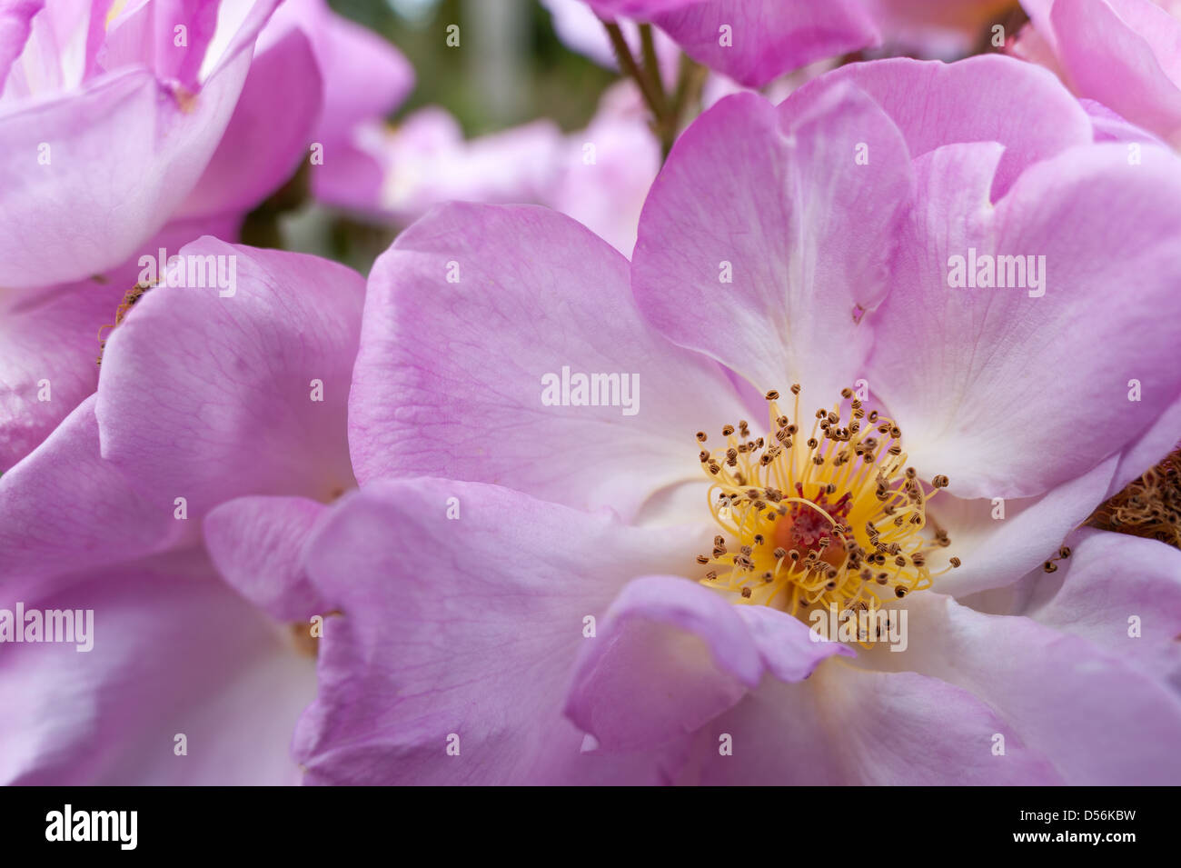 pink rose details of single flower petals in amongst a clump of flowers ...