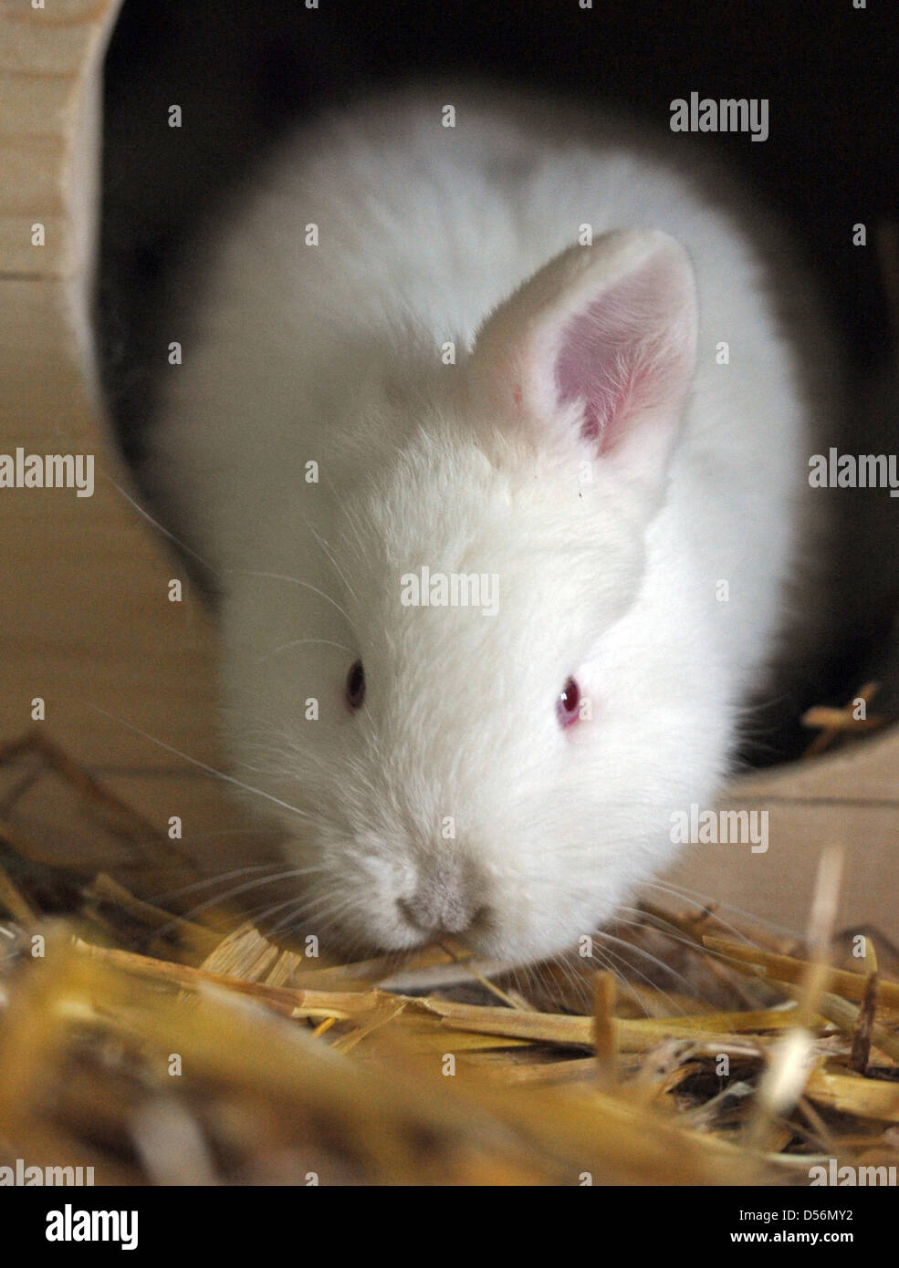 A rabbit with only one ear pictured in his stable in Egglham, Germany ...
