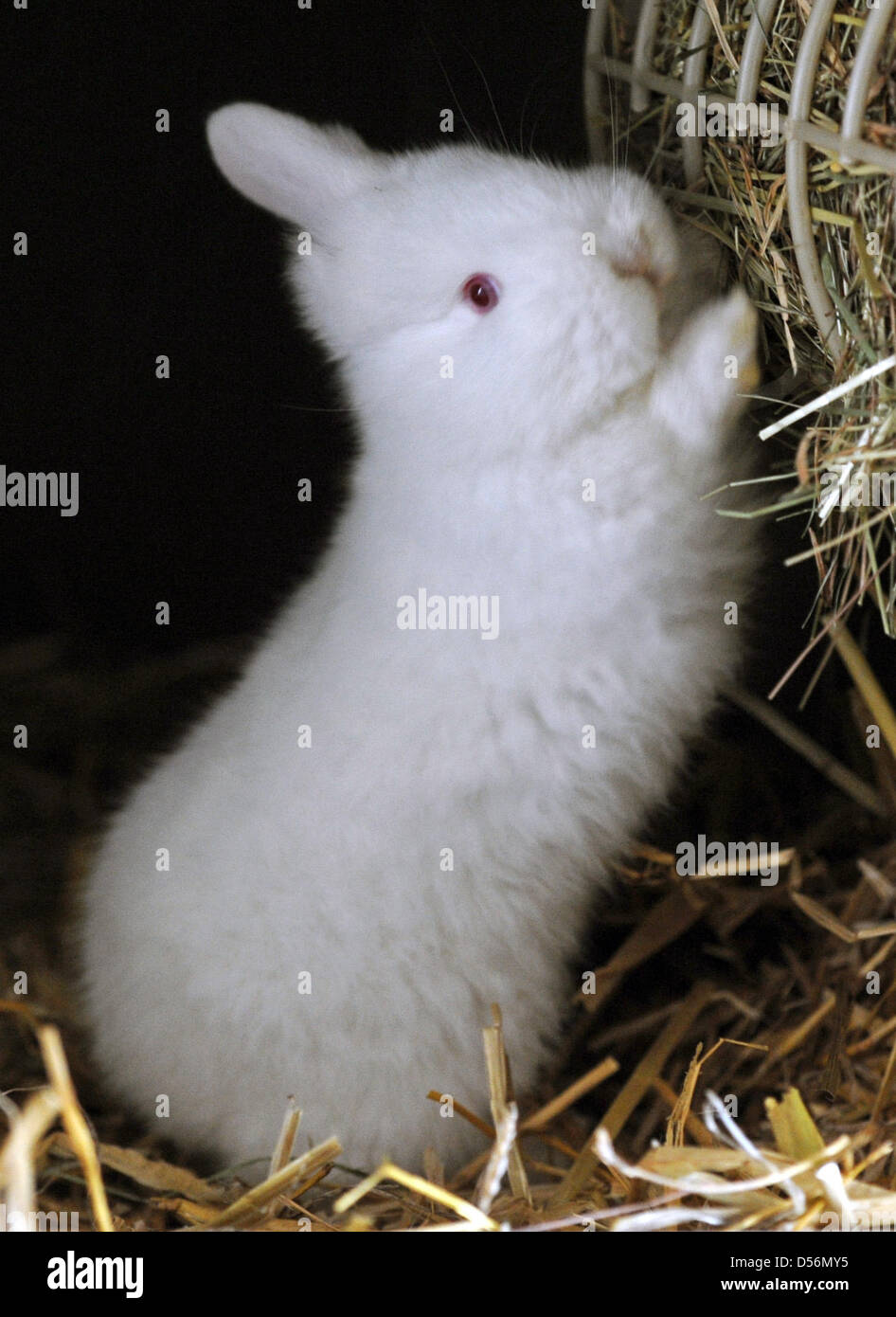 A rabbit with only one ear pictured in his stable in Egglham, Germany ...