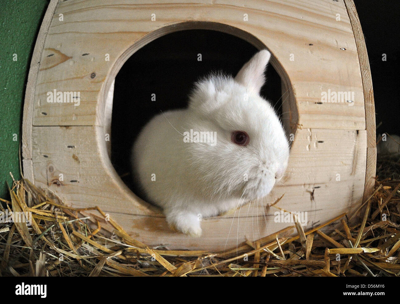 A rabbit with only one ear pictured in his stable in Egglham, Germany ...
