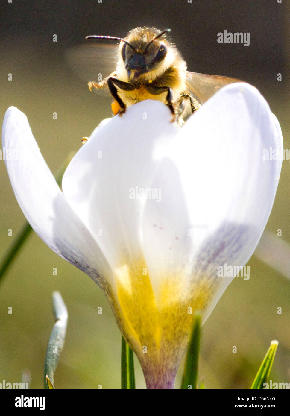 A honey bee collects pollen in Frankfurt Main, Germany, 17 March 2010 ...