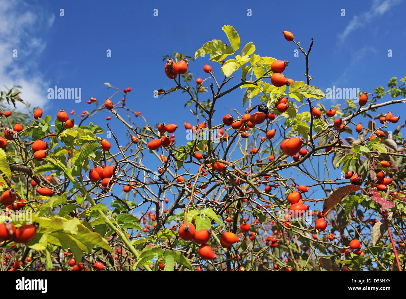 Brier trees hi-res stock photography and images - Alamy