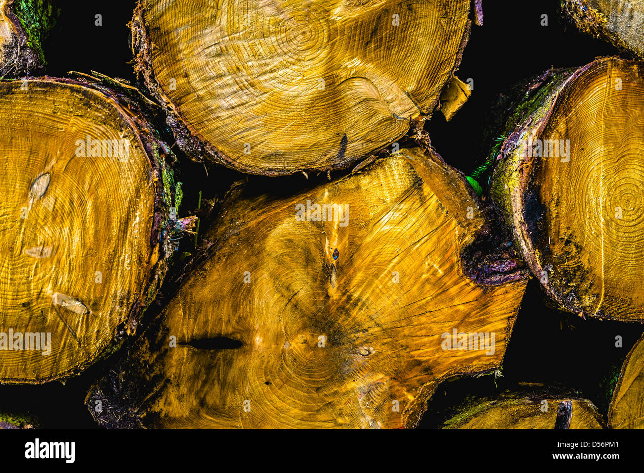 Close up of Logs Section Stock Photo - Alamy