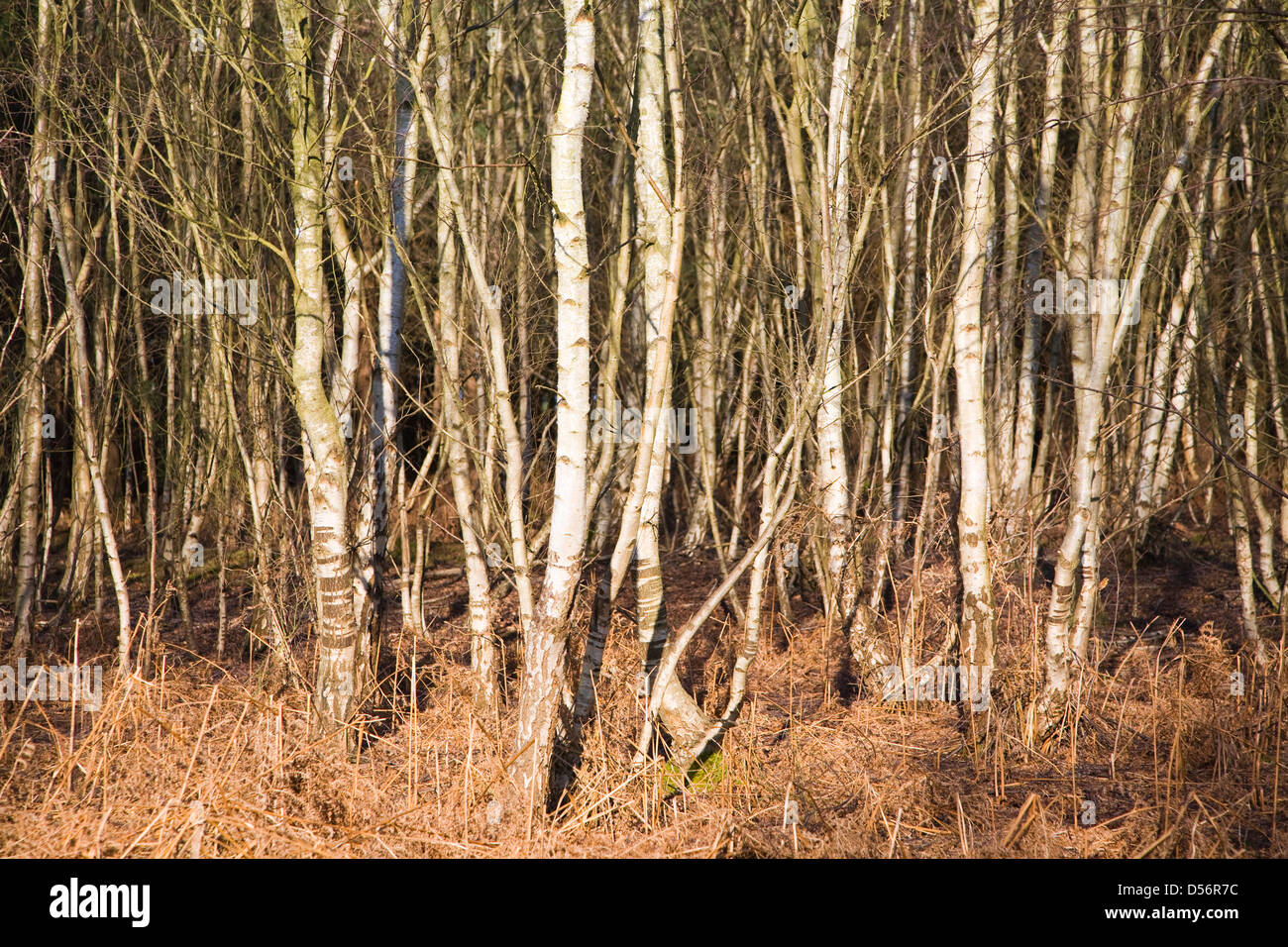 Dense growth of Betula pendula silver birch trees in woodland, Suffolk ...