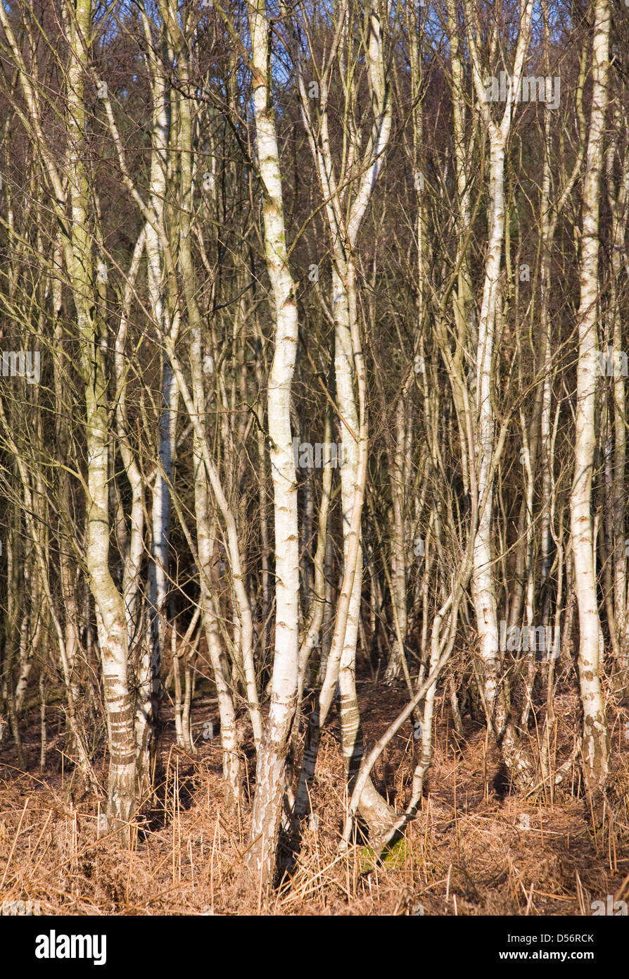Dense growth of Betula pendula silver birch trees in woodland, Suffolk ...