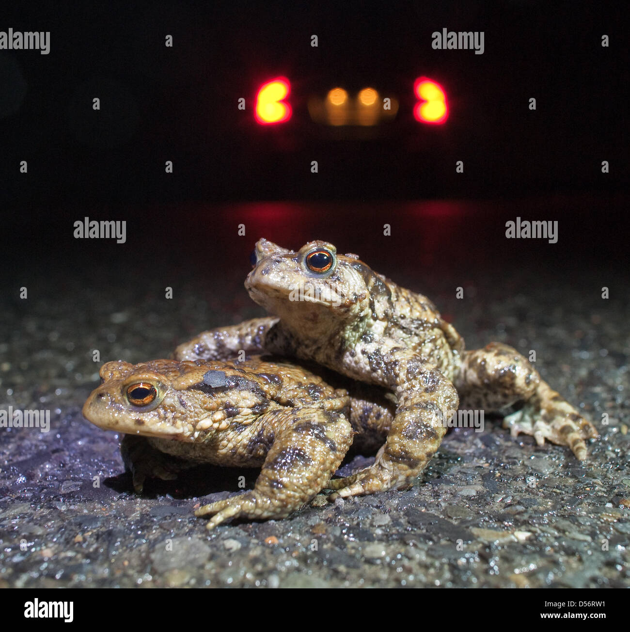 Toad by a street hi-res stock photography and images - Alamy