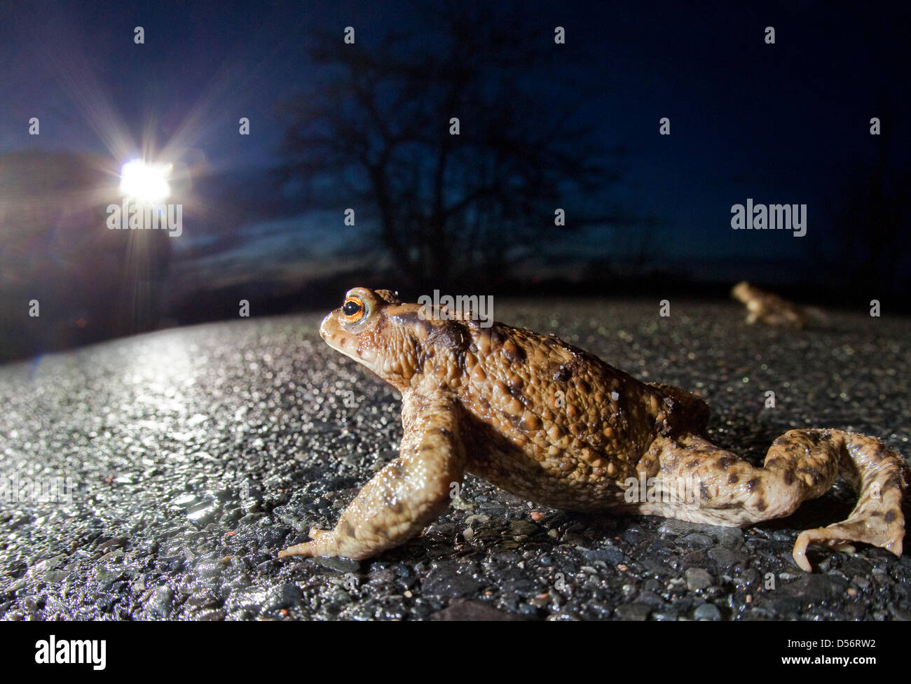 Toads cross a street near Frankfurt Oder, Germany, 21 March 2010 ...