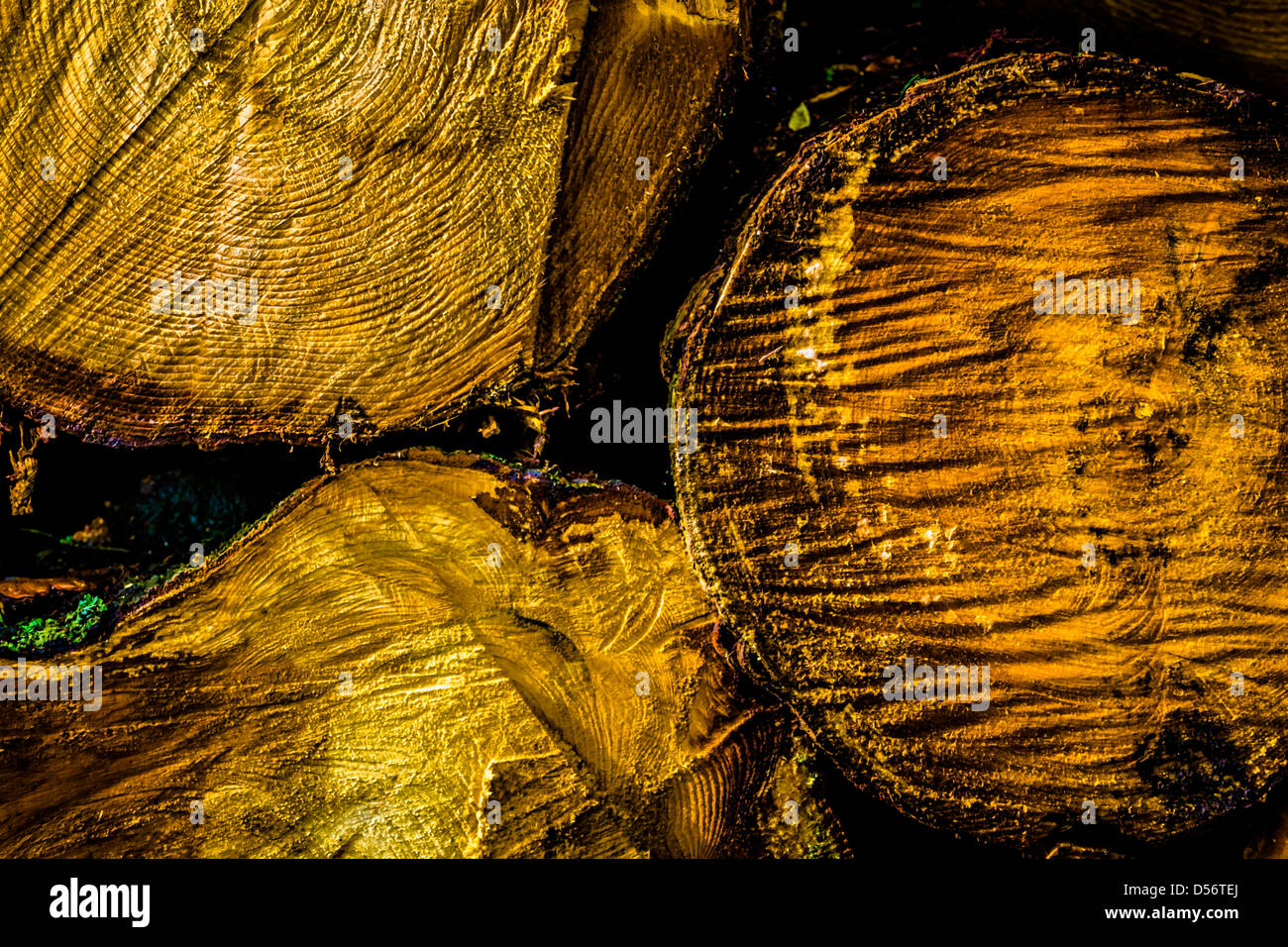 Close up of Logs Section Stock Photo - Alamy