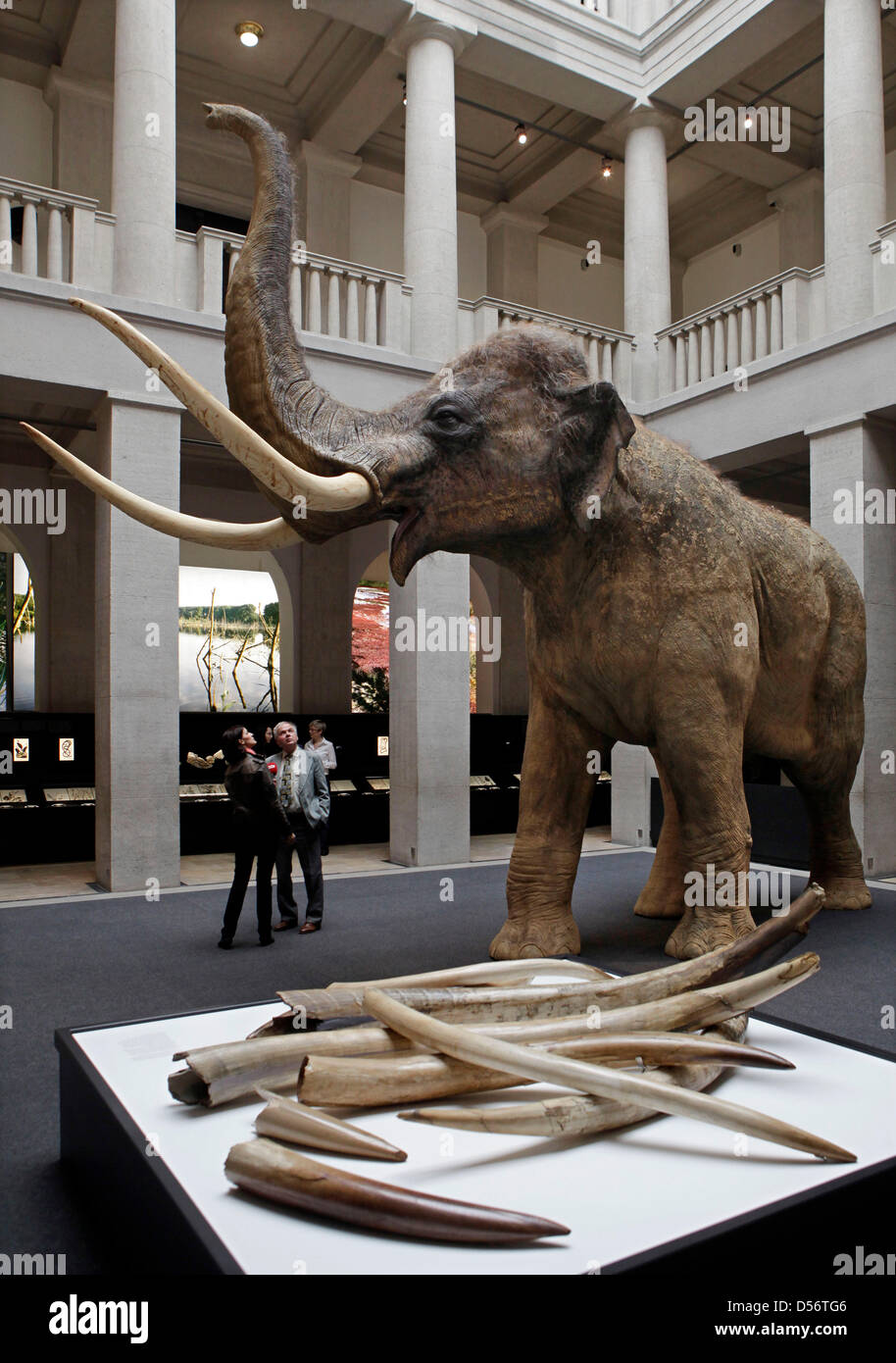 Asian straight tusked elephant museum hi-res stock photography and ...