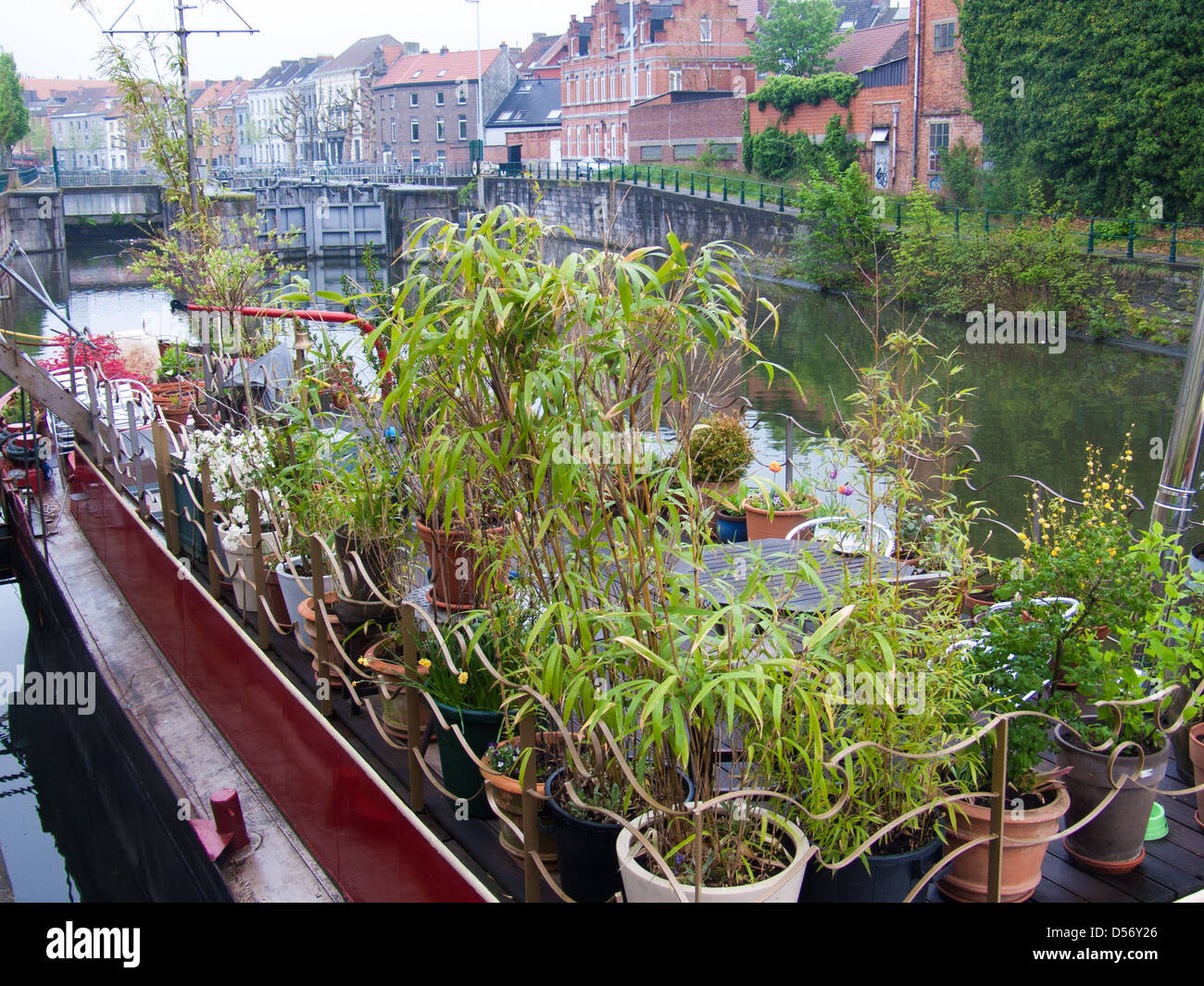 Belgium flowers hi-res stock photography and images - Alamy