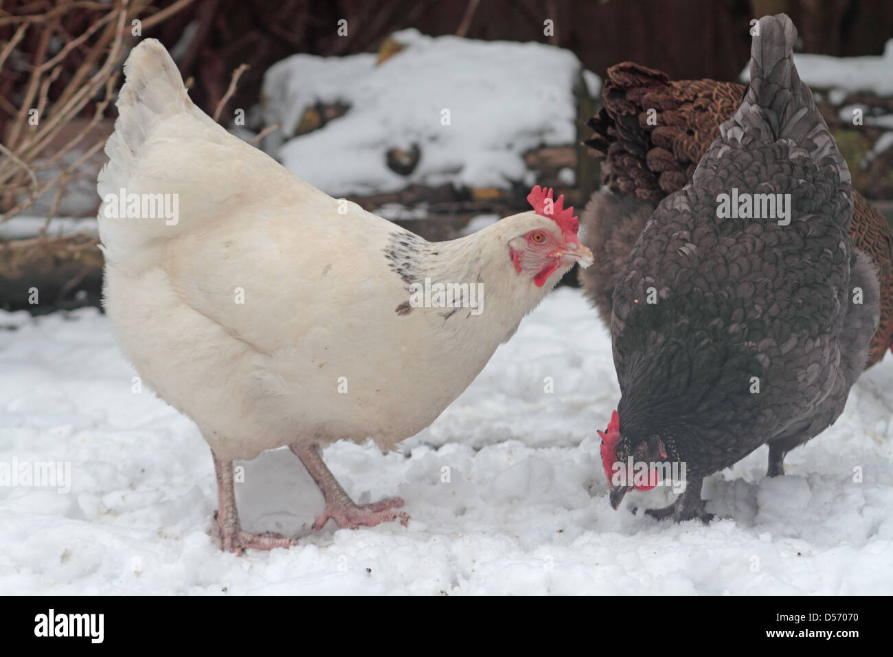 Hen chicken snow winter hi-res stock photography and images - Alamy