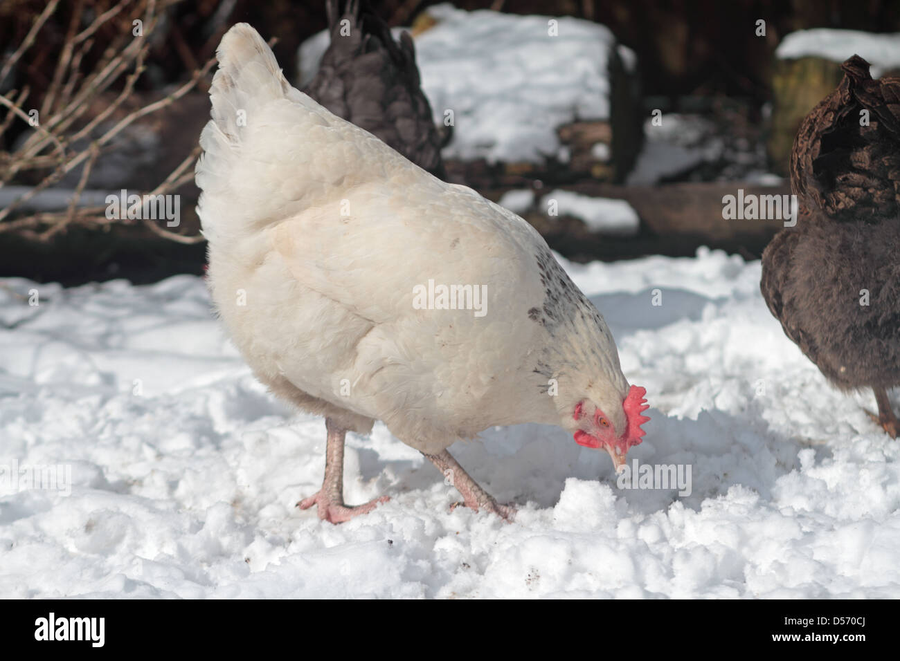 Light Sussex pure breed chicken in snow Stock Photo - Alamy