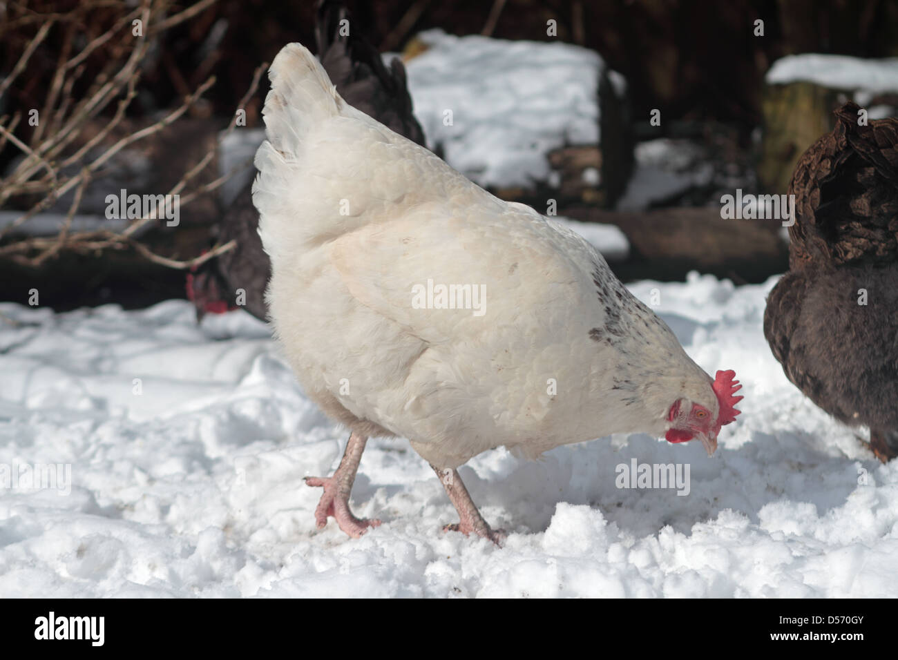 Hen chicken snow winter hi-res stock photography and images - Alamy