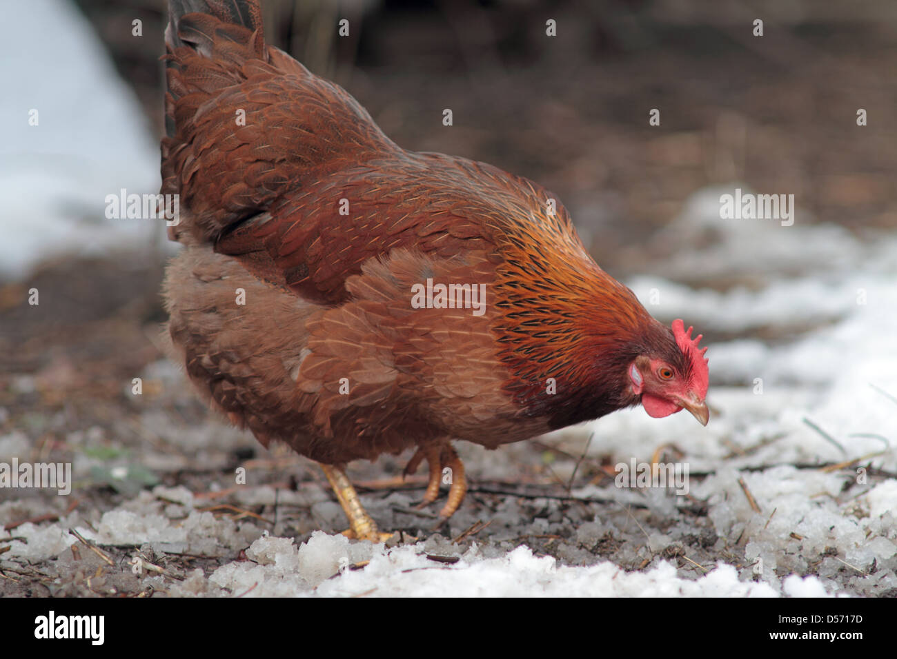 Wellsummer pure breed chicken Stock Photo - Alamy