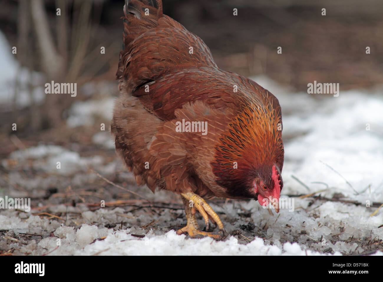 Wellsummer pure breed chicken Stock Photo - Alamy