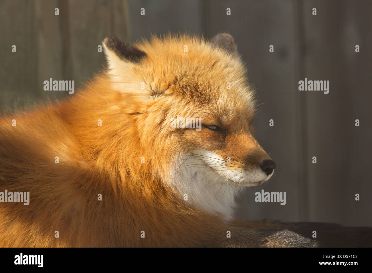 Red fox sitting in the sun Stock Photo - Alamy